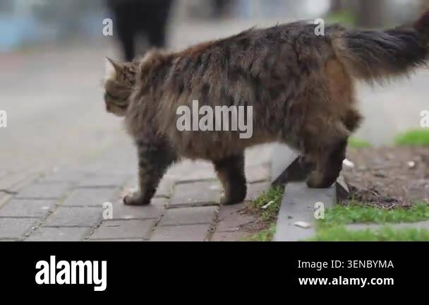 Long-haired stray tabby cat walking confidently on a cobblestone ...