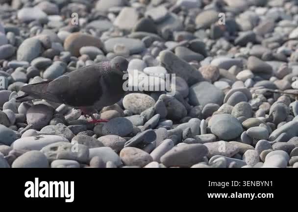 Curious feral pigeon with iridescent neck feathers cautiously walking ...