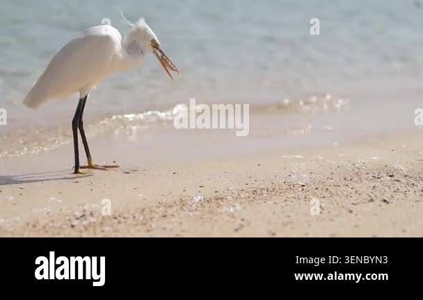 Graceful white egret hunting, catching and eating a small fish on the ...
