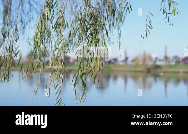 Green weeping willow branches gently swaying in the breeze on a sunny ...