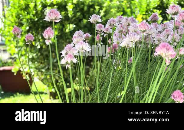 Beautiful purple chive flowers, also known as allium schoenoprasum ...