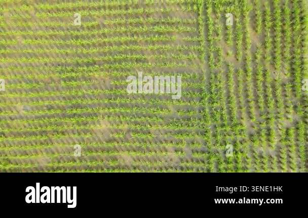 Green rice field aerial view close-up, natural background and texture ...