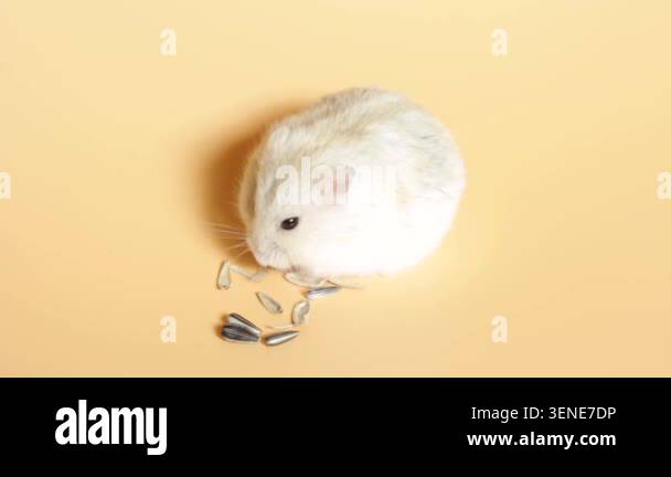 Dwarf fluffy hamster eats food on brown background, side view Stock ...