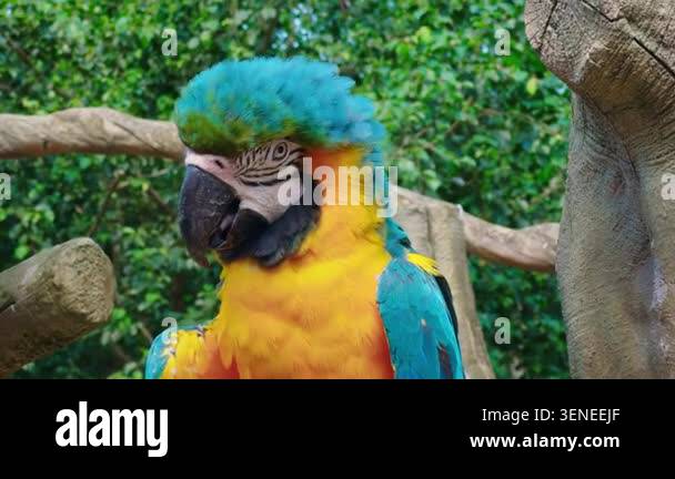 Beautiful Parrot Macaw Resting on Tree Branch in Tropical Forest ...