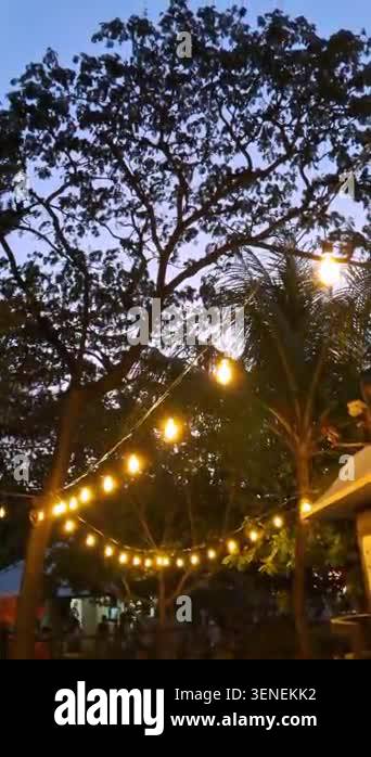 A vertical video tracking shot looking up at a large tree decorated ...
