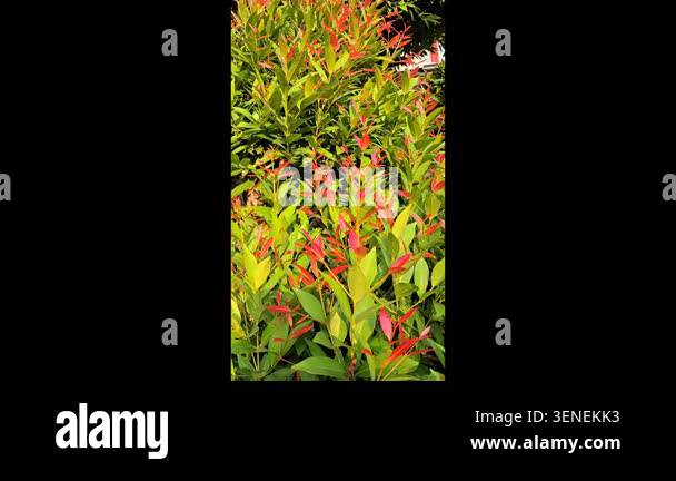 A vertical shot focusing on a vibrant traditional red Chinese lantern ...