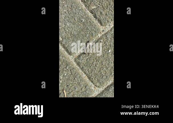 A vertical shot focusing on a millipede crawling on a light-colored ...
