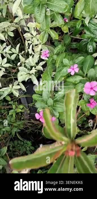 A vertical video panning shot of beautiful bright pink adenium desert ...