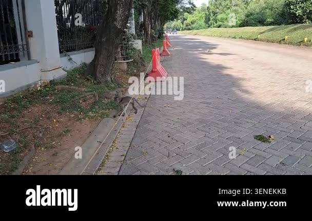 A real-time tracking clip showing a quiet paved residential road or ...