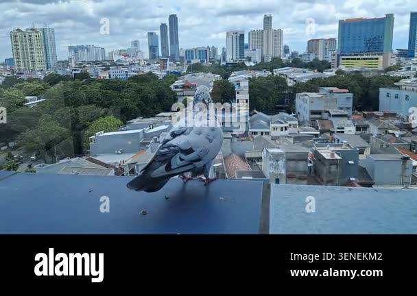 A horizontal clip of a domestic pigeon bird standing quietly on a high ...