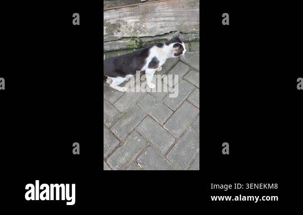 A vertical shot of a small black and white cat standing on a grey brick ...