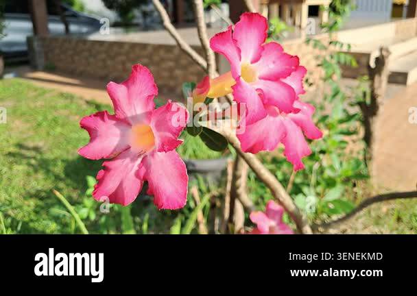 A horizontal video panning shot of pink adenium flowers blooming under ...
