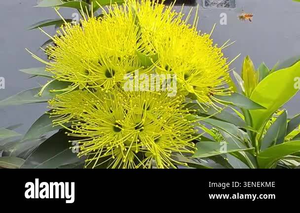 A wide close-up shot of bright yellow Xanthostemon or Golden Penda ...