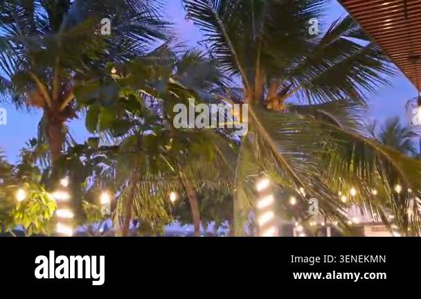 A landscape video shot of towering palm trees illuminated by resort ...