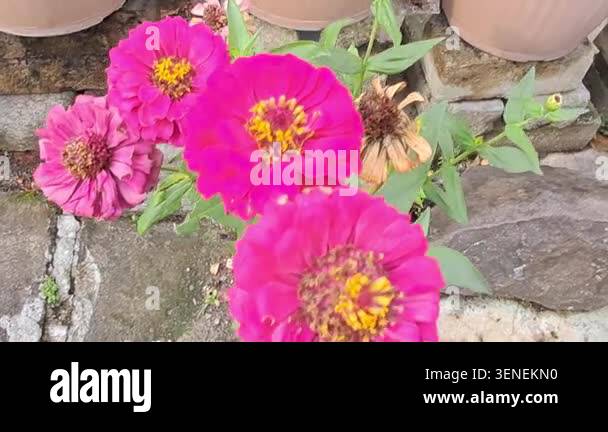 A wide shot of a vibrant pink Zinnia flower blooming next to a textured ...
