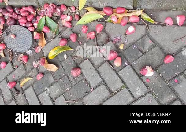Fresh guava fruits scattered on a paved walkway outdoors after falling ...
