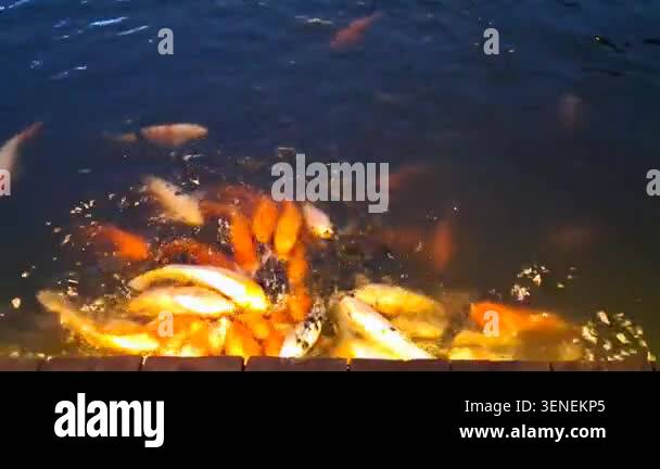 A horizontal video featuring an elegant presentation of golden and ...