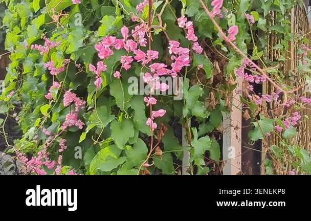 A wide shot of beautiful pink Mexican Creeper or Antigonon leptopus ...