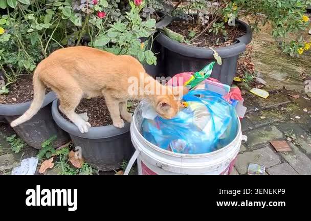 A wide shot of a stray ginger or orange cat standing on a potted plant ...