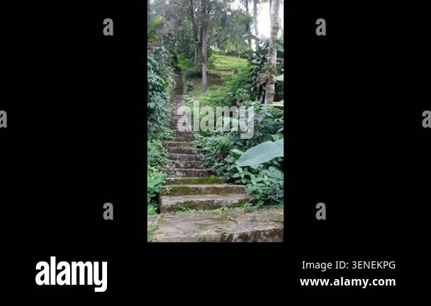 A vertical shot of rustic stone steps leading up a lush green slope ...