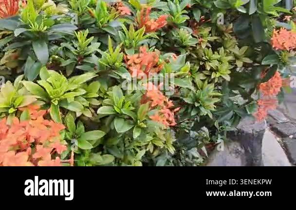 A wide shot of orange Ixora flowers blooming amidst a thick bush of ...