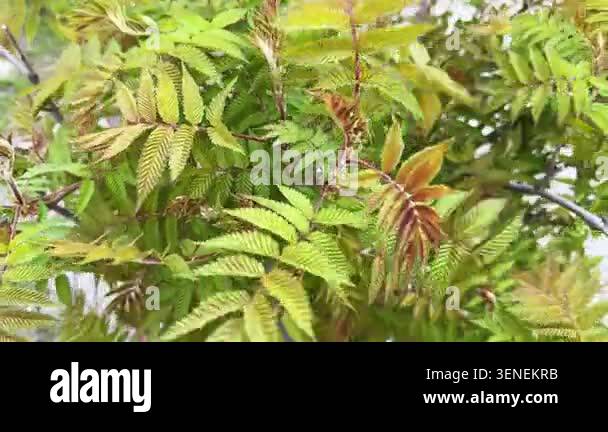 Branches of false spiraea with young leaves in overcast morning Stock ...