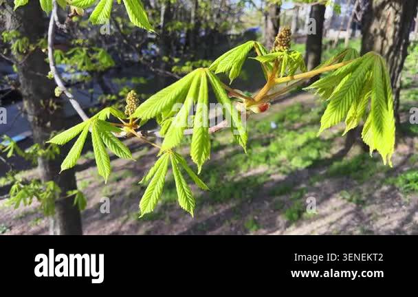 Branch of horse-chestnut on blurred background during beginning ...