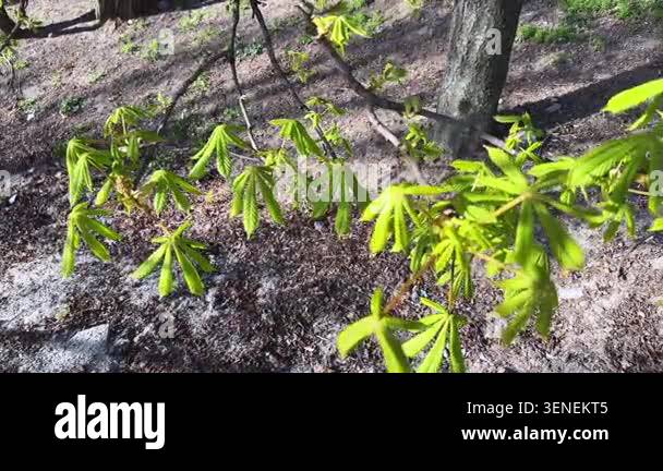 Branch of horse-chestnut on blurred background during beginning ...