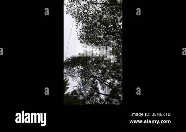 A vertical shot looking up through dark tree branches and leaves ...
