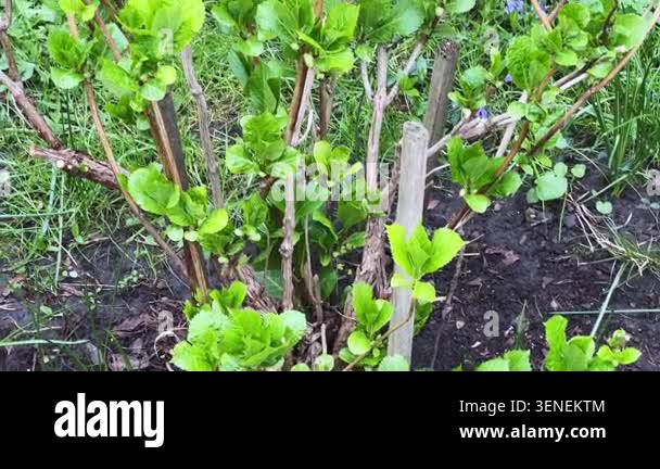 Pruned bush of cultivated hydrangea with young leaves at overcast Stock ...