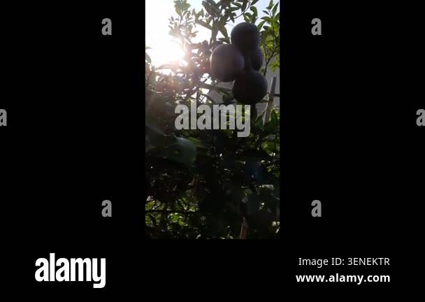 A vertical close-up shot of vibrant green leaves on a fruit tree branch ...