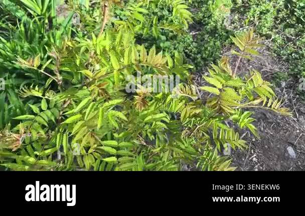 Branches of false spiraea with young leaves in sunny morning Stock ...