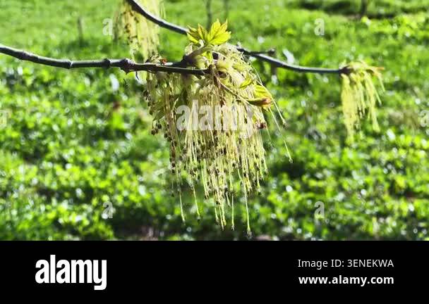Branch of blooming ash-leaved maple on a blurred background Stock Video ...