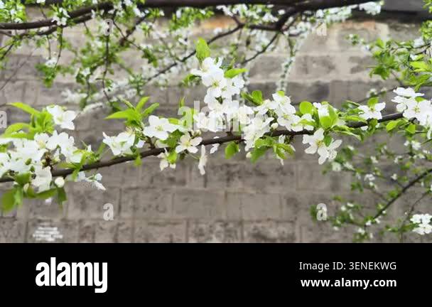 Blooming cherry tree branch in overcast morning on blurred background ...