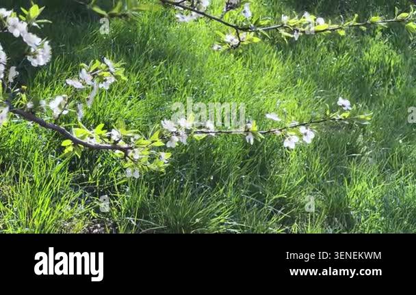 Blooming cherry tree branch against the grass in sunny morning Stock ...