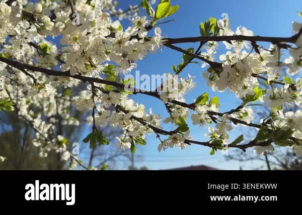 Blooming cherry tree branch against clear sky in sunny day Stock Video ...