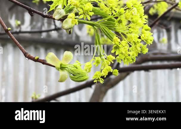 Branch of blooming maple with wet flowers on blurred background Stock ...