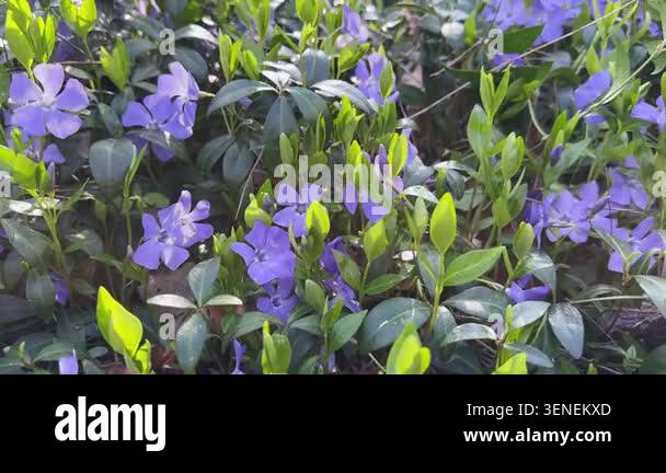 Blooming periwinkle with young leaves on fresh shoots close-up Stock ...