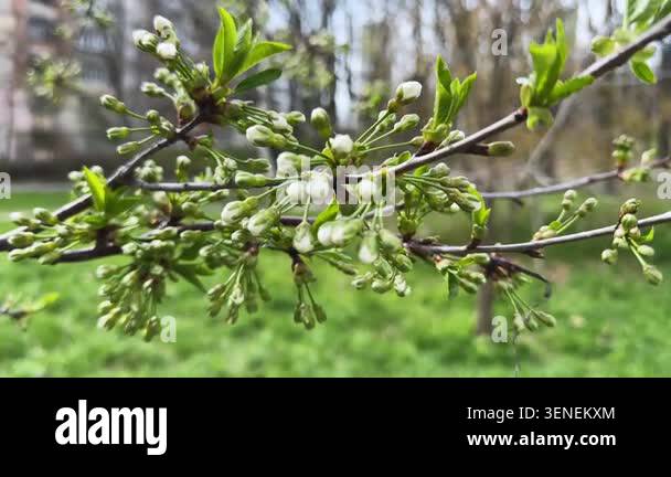 Branch of cherry tree with flower buds in overcast morning Stock Video ...