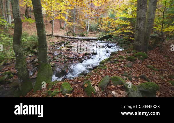 Mountain river with autumn leaves and boulders overgrown with moss in ...