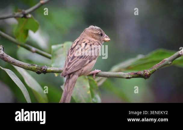 A close-up video of a house sparrow sitting on a twig with a beak full ...