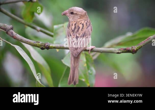 A close-up video of a house sparrow sitting on a twig with a beak full ...