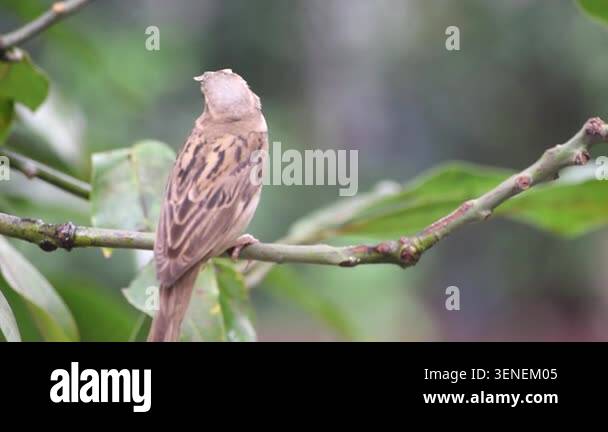 A close-up video of a house sparrow sitting on a twig with a beak full ...