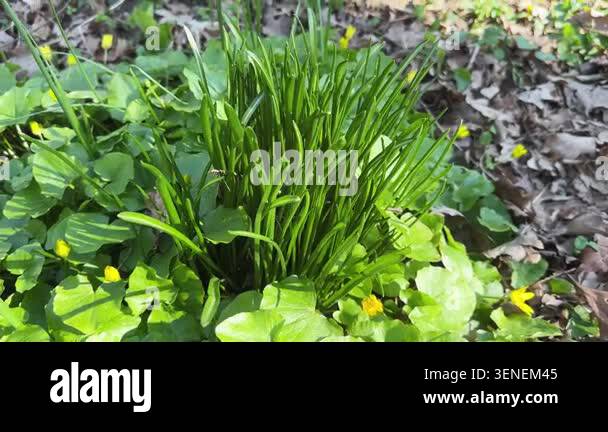 Grass bush with narrow leaves among lesser celandine in forest Stock ...
