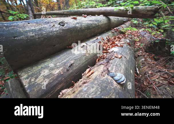 Ancient old damaged logs are neatly stacked in a small clearing and ...