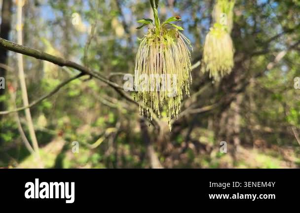 Branches of blooming ash-leaved maple on a blurred background Stock ...
