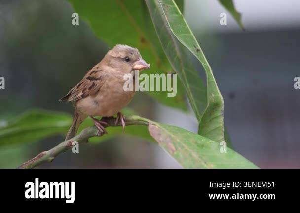 A close-up video of a house sparrow sitting on a twig with a beak full ...