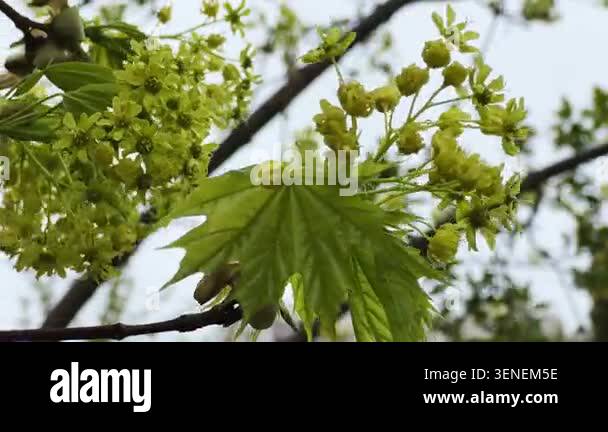 Branch of blooming maple with wet flowers on blurred background Stock ...