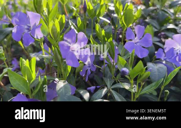 Blooming periwinkle with young leaves on fresh shoots close-up Stock ...