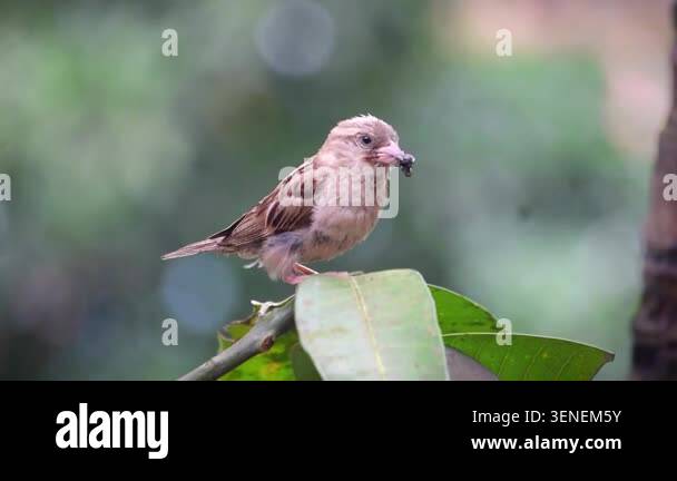 A close-up video of a house sparrow sitting on a twig with a beak full ...